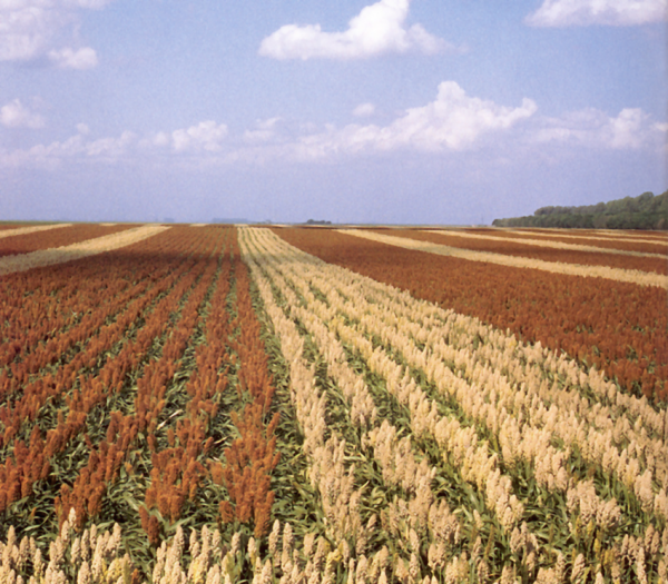 There's Something About Sorghum - American Sorghum