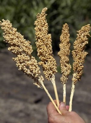 Images - American Sorghum