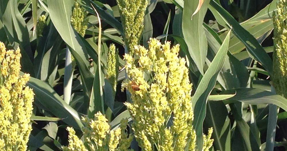 Sorghum Not Well Known In The U S American Sorghum Sorghum Not Well Known In The U S American Sorghum